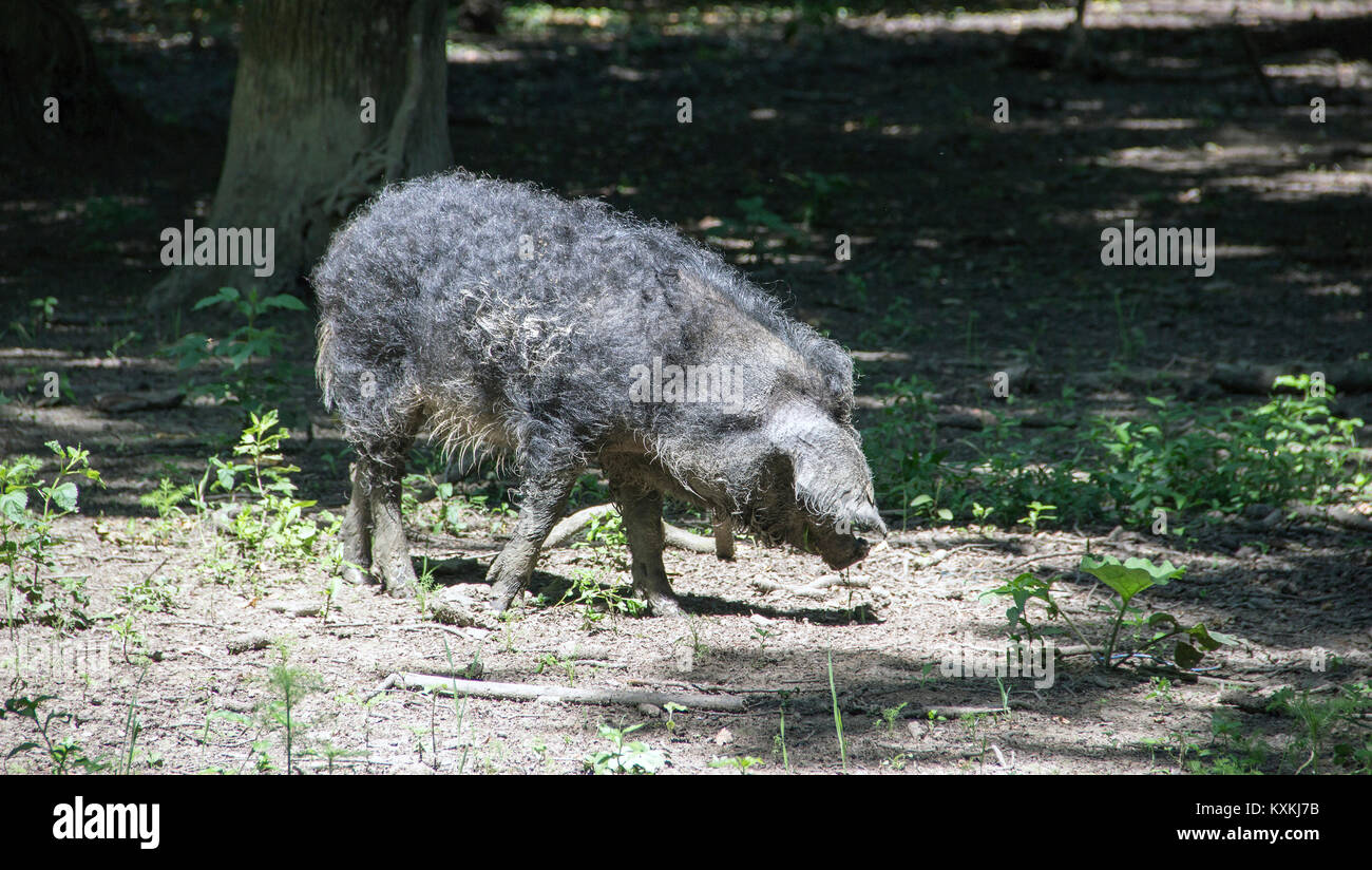 Hungarian mangalitsa hi-res stock photography and images - Alamy