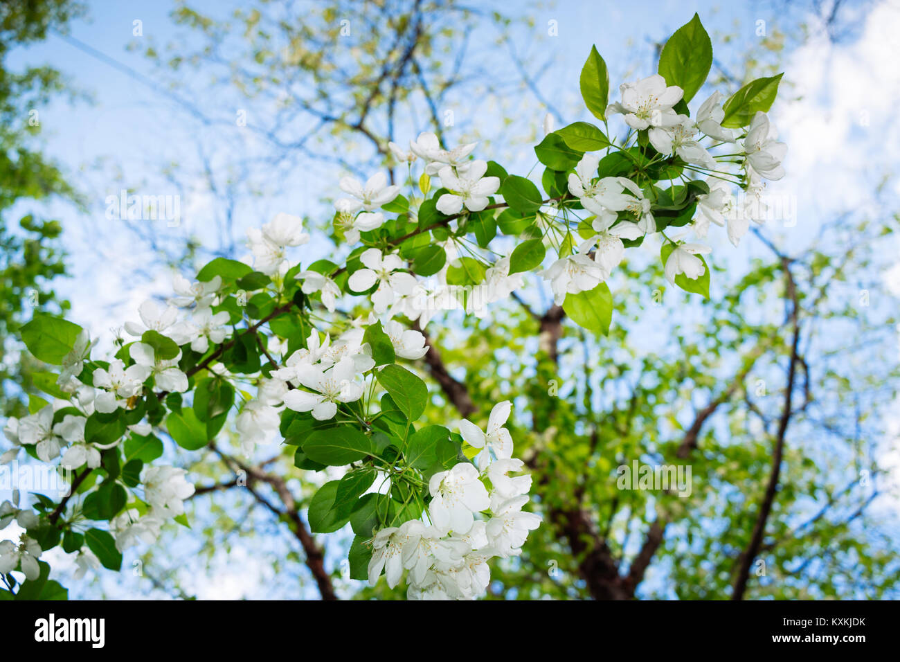 White flowering branch hi-res stock photography and images - Alamy