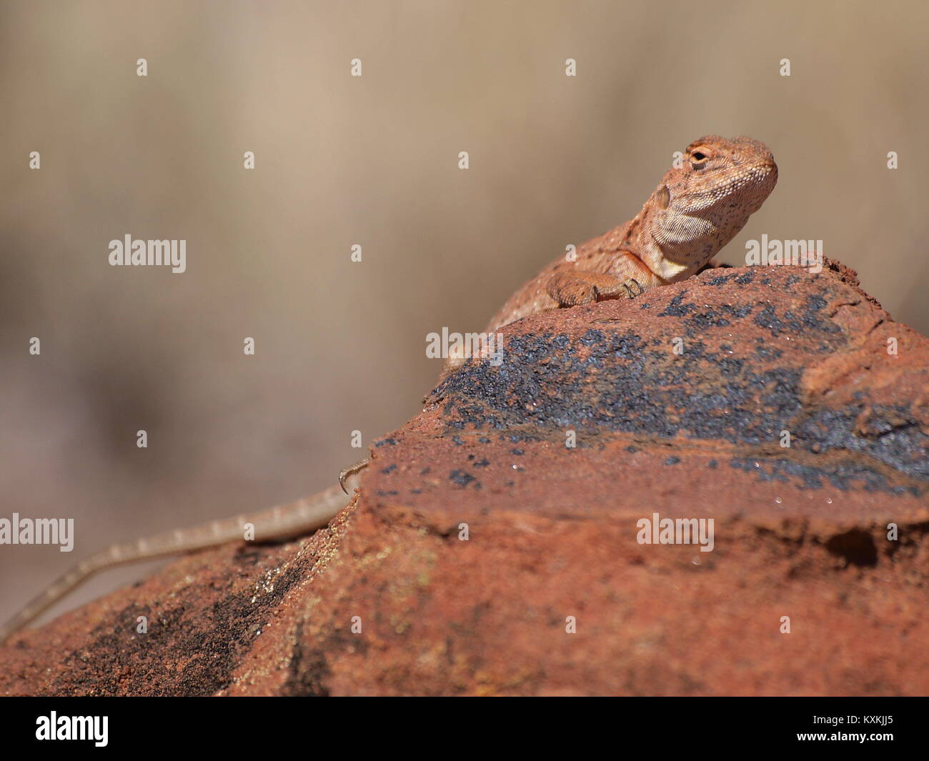 Dragon Lizard on rock, outback, northern territory, Australia Stock ...