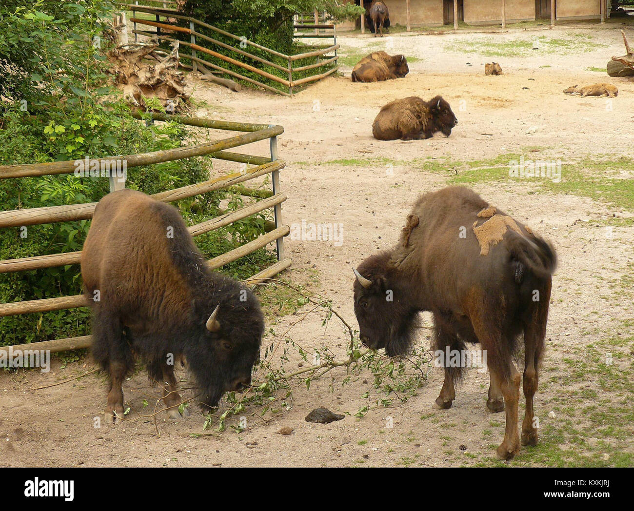 This photograph depicts a bison at Tiergarten Nürnberg in Nuremberg ...