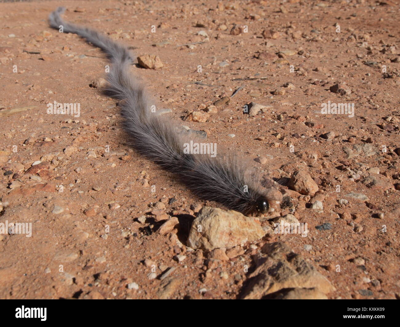 Hairy grubs hi-res stock photography and images - Alamy