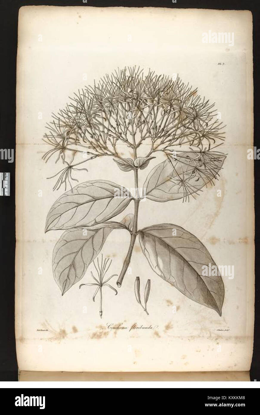 This description of the *Cinchona* genus details the plants known for ...