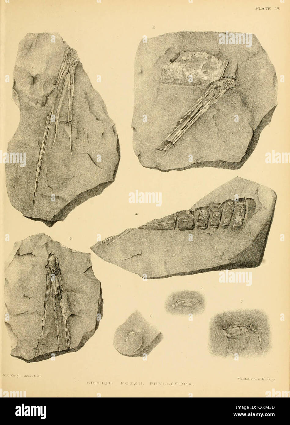 A monograph of the British Palæozoic Phyllopoda BHL13180181 Stock Photo ...