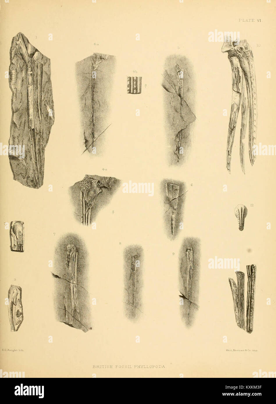 A monograph of the British Palæozoic Phyllopoda BHL13180189 Stock Photo ...