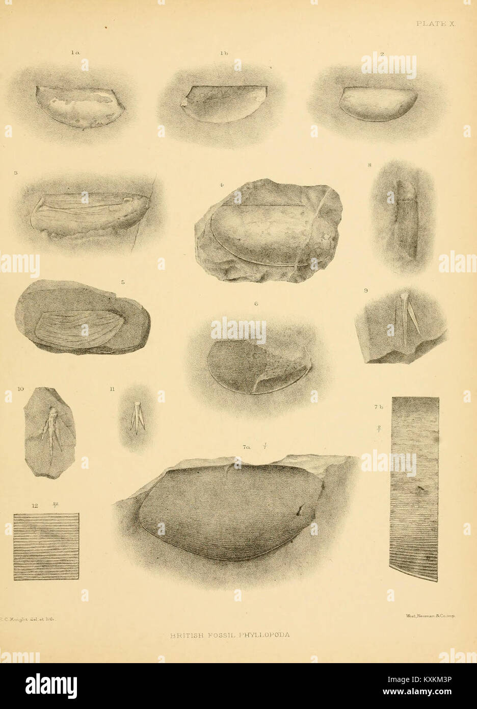 A monograph of the British Palæozoic Phyllopoda BHL13180205 Stock Photo ...