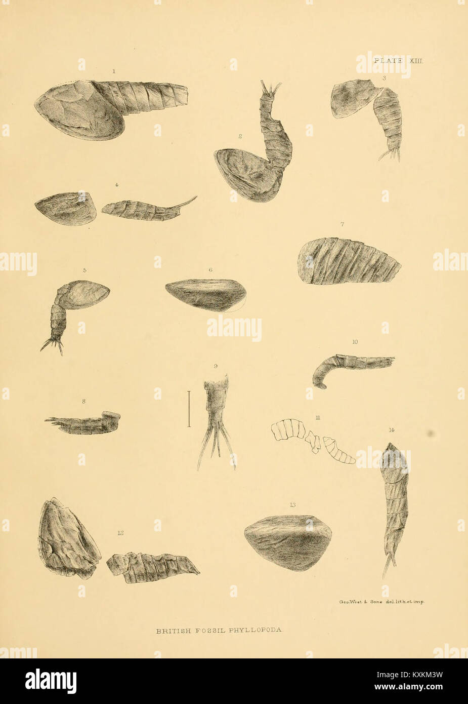 Phyllopoda hi-res stock photography and images - Alamy