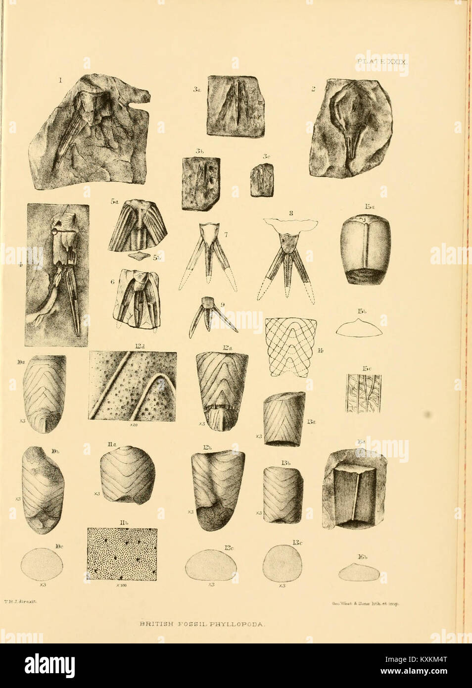 Study paleozoic fossils detailed hi-res stock photography and images ...