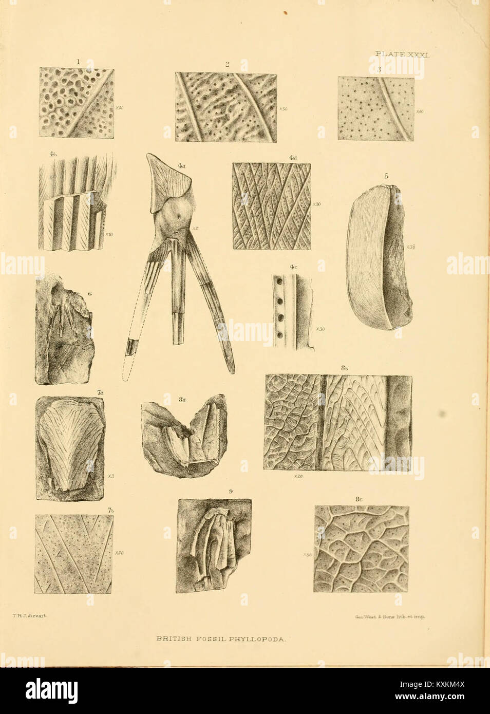 Importance of fossils hi-res stock photography and images - Alamy