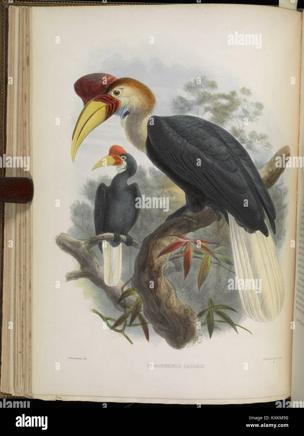 Beak displays hi-res stock photography and images - Alamy