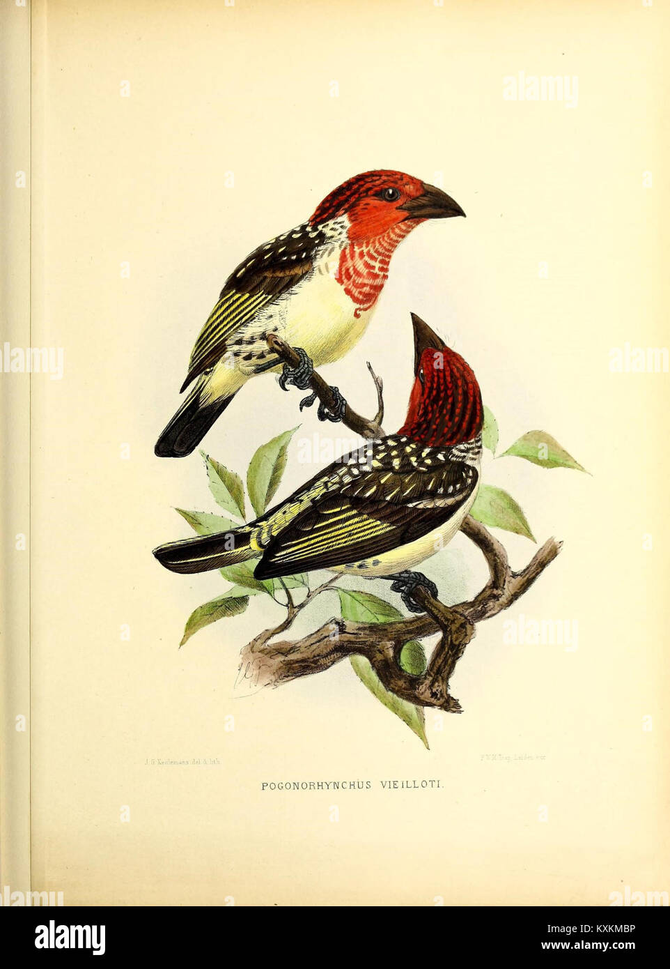 A scientific monograph examining the Capitonidae family of birds, also ...