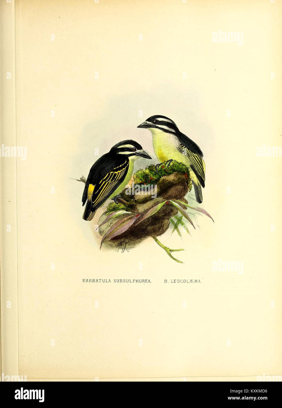 A monograph of the Capitonidæ, or scansorial barbets (19554859943 Stock ...