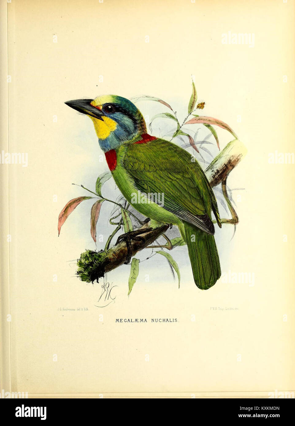 A monograph of the Capitonidæ, or scansorial barbets (19987709860 Stock ...