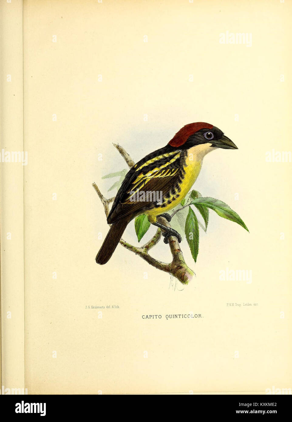 Capitonidae hi-res stock photography and images - Alamy