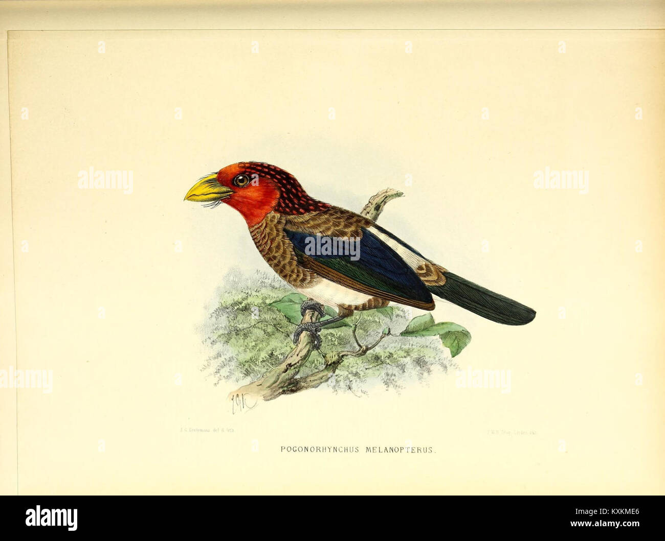 This monograph covers the Capitonidæ family, also known as scansorial ...