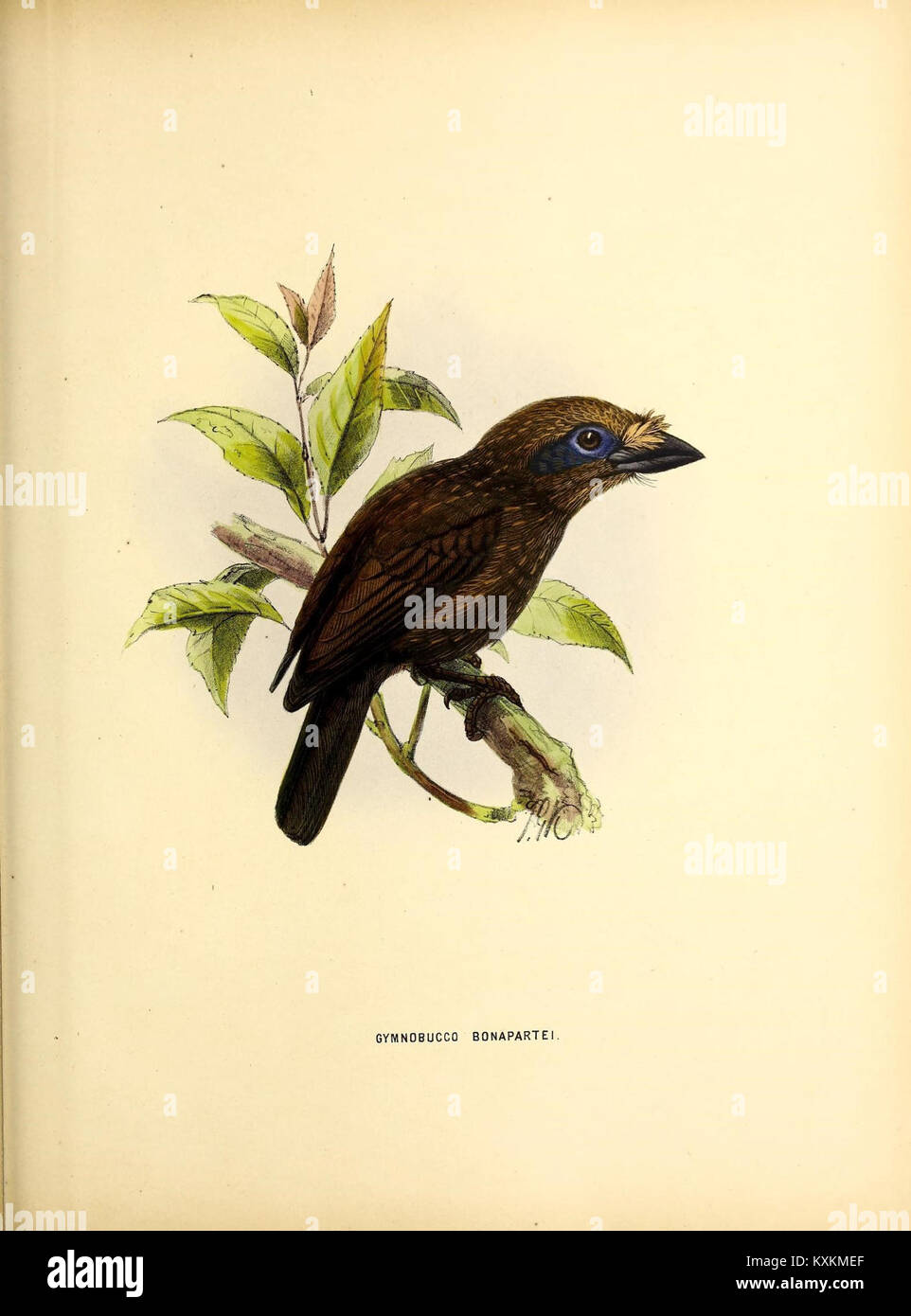 A monograph of the Capitonidæ, or scansorial barbets (19989207019 Stock ...