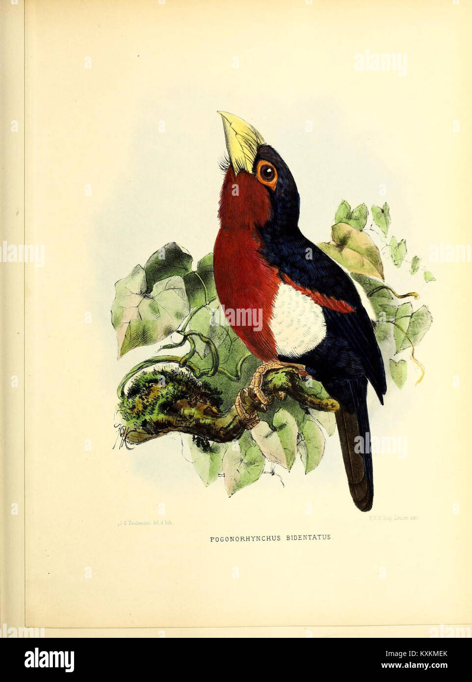 A monograph of the Capitonidæ, or scansorial barbets (20149375386 Stock ...