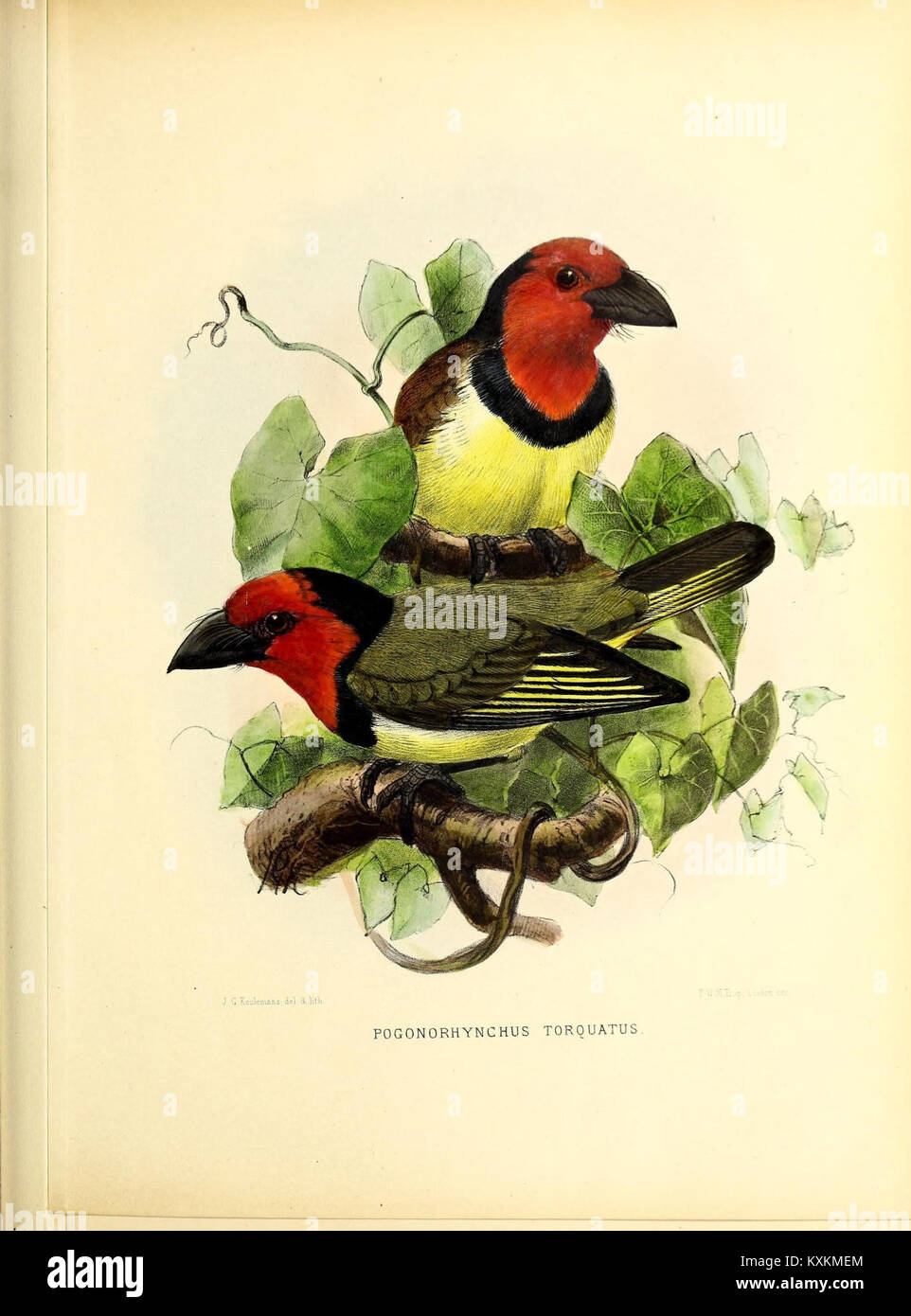 A monograph detailing the Capitonid family, focusing on scansorial ...