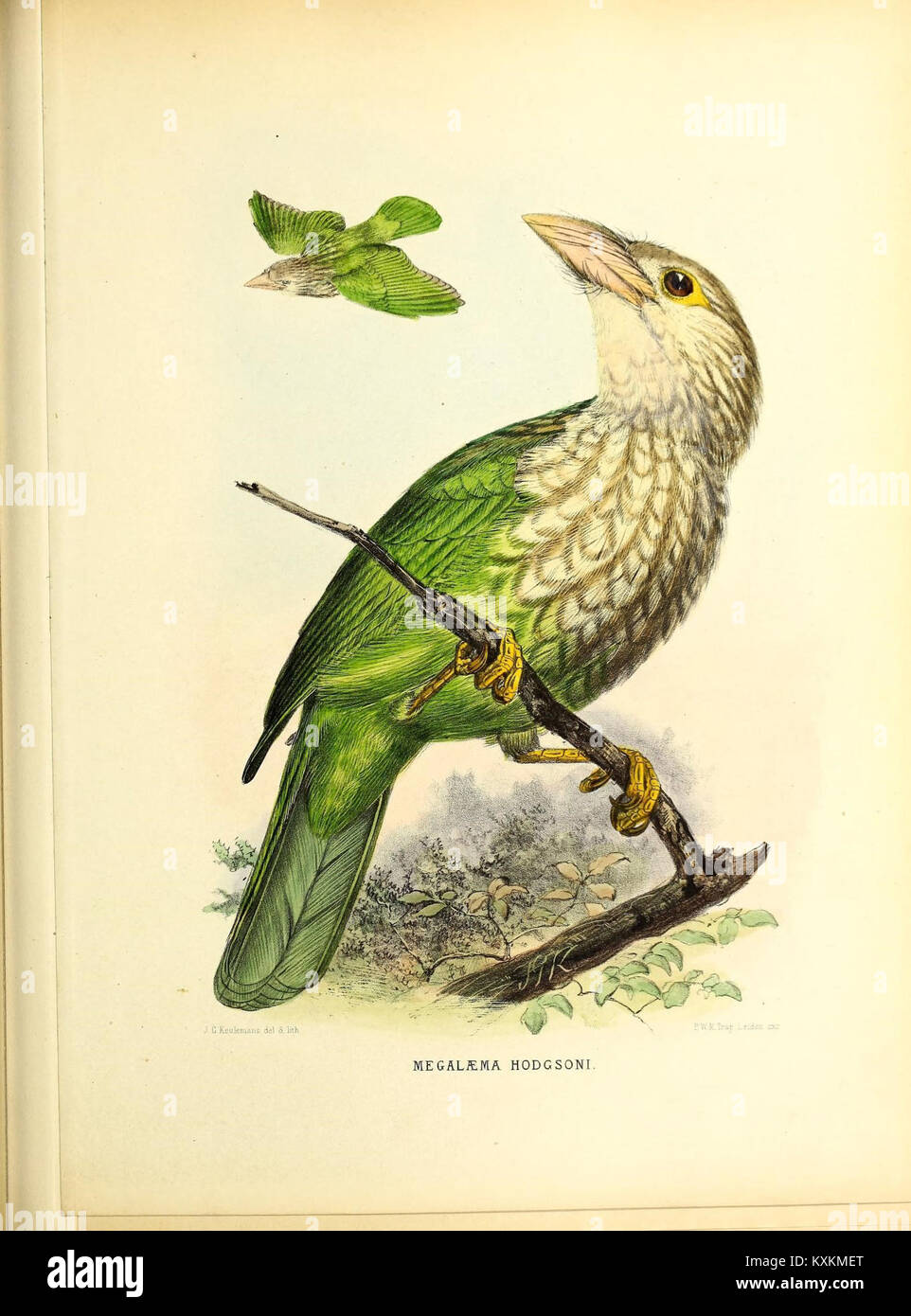 Scansorial hi-res stock photography and images - Alamy