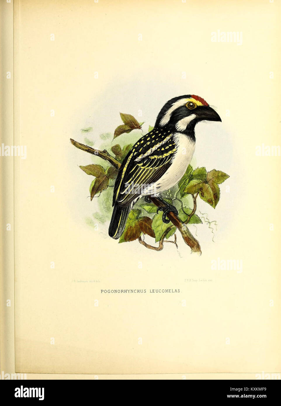 A monograph of the Capitonidæ, or scansorial barbets (20181276521 Stock ...