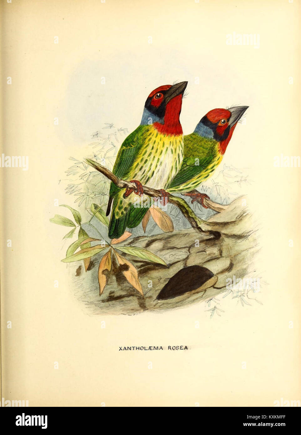 This monograph on the Capitonid family, which includes scansorial ...