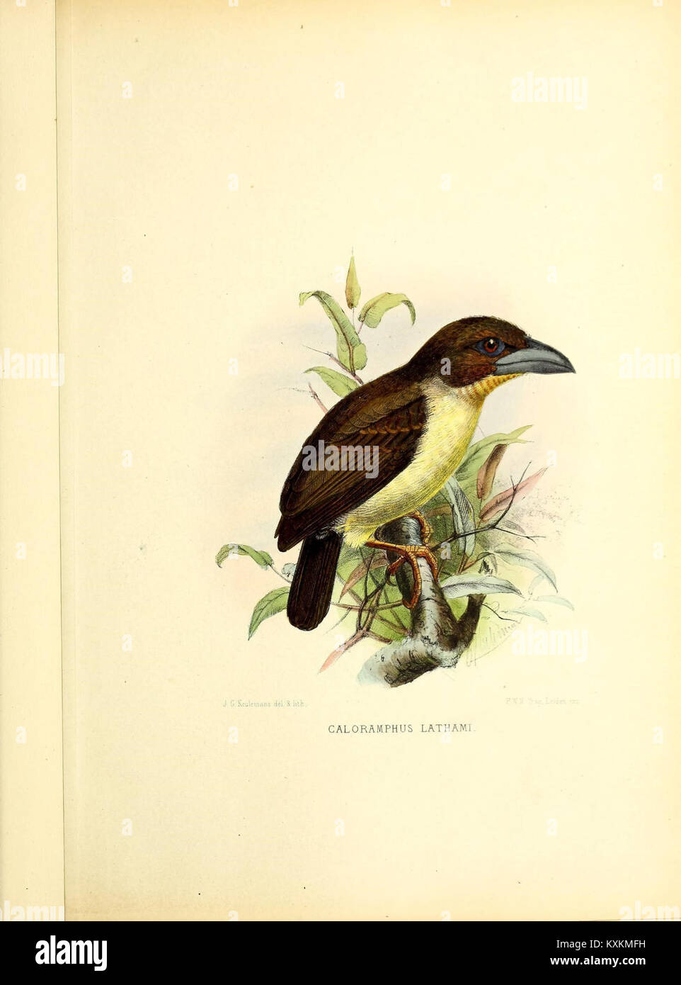 A monograph of the Capitonidæ, or scansorial barbets (20181527171 Stock ...