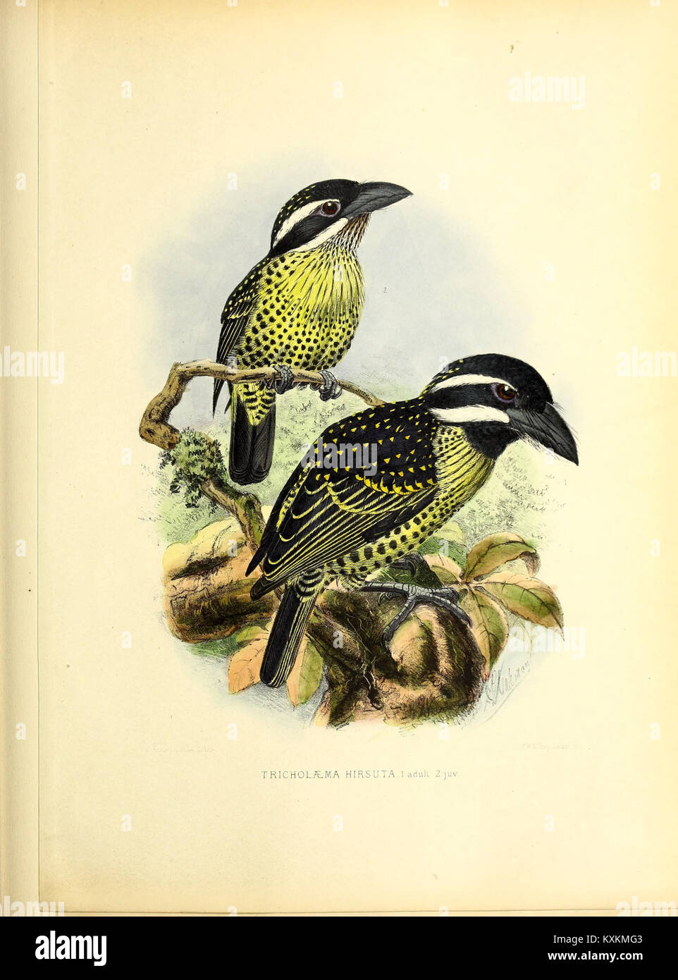 Woodpecker study hi-res stock photography and images - Alamy