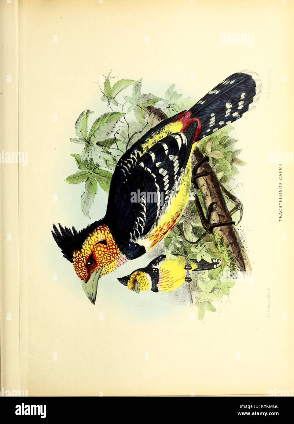 This plate from the 'Monograph of the Capitonids' depicts various ...