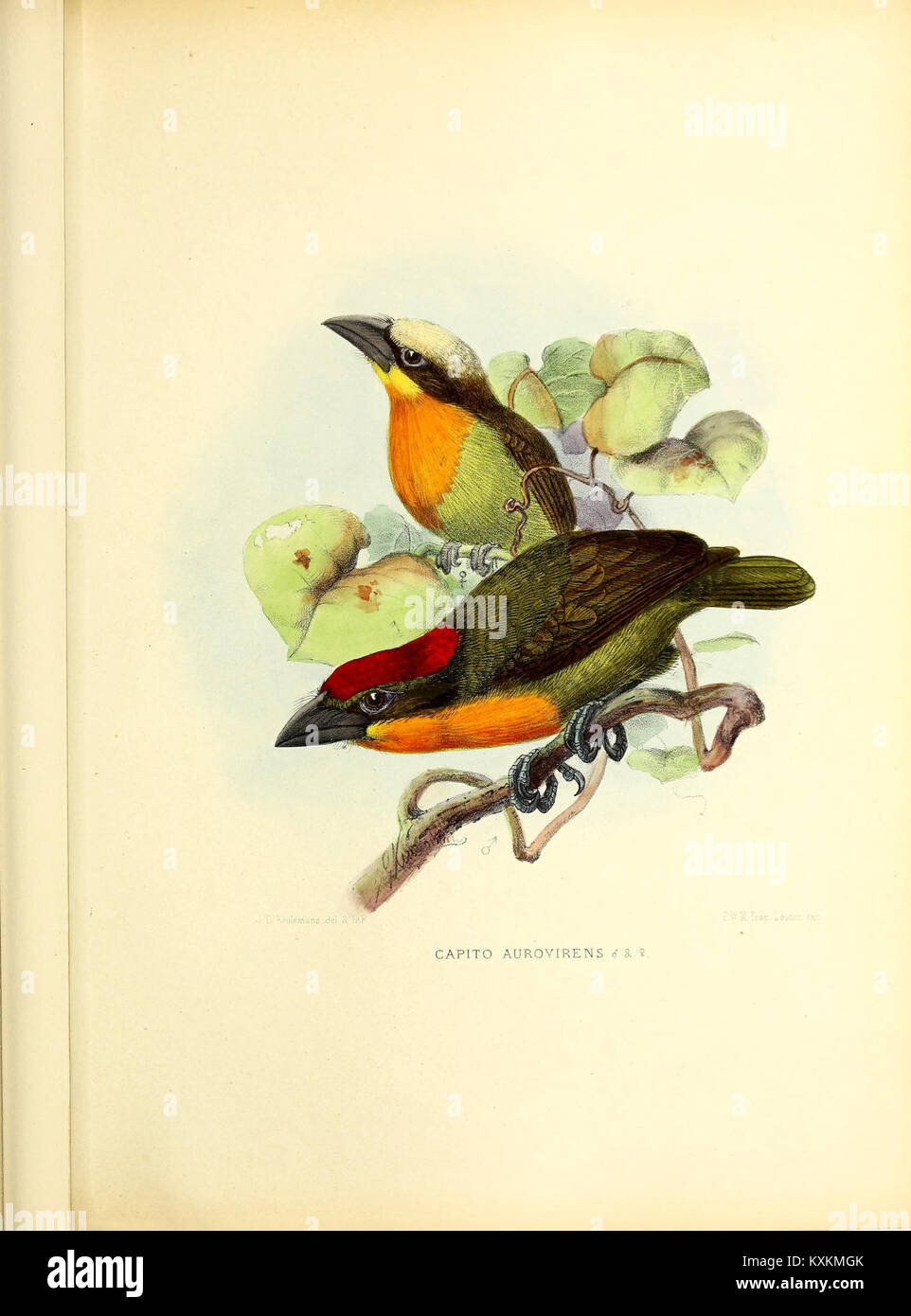 This monograph focuses on the Capitonidae family, also known as ...