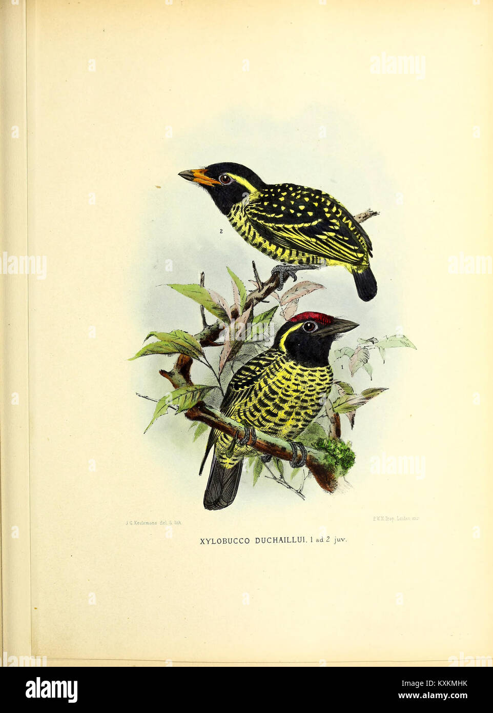 This monograph focuses on Capitonidae, also known as scansorial barbets ...