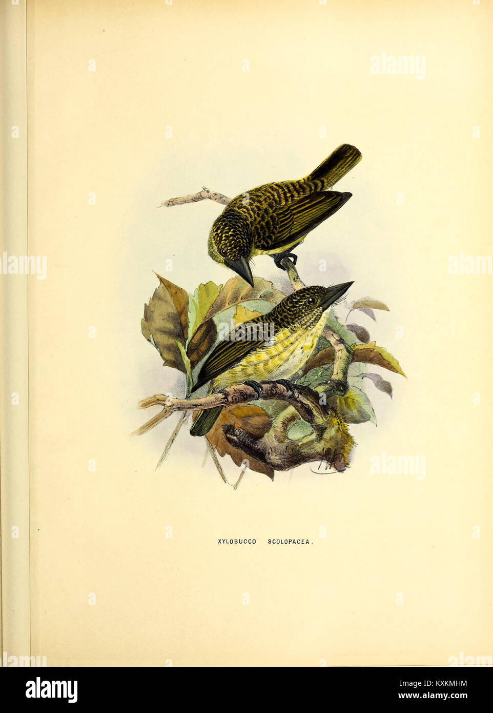 A detailed study of the Capitonidae family, also known as scansorial ...