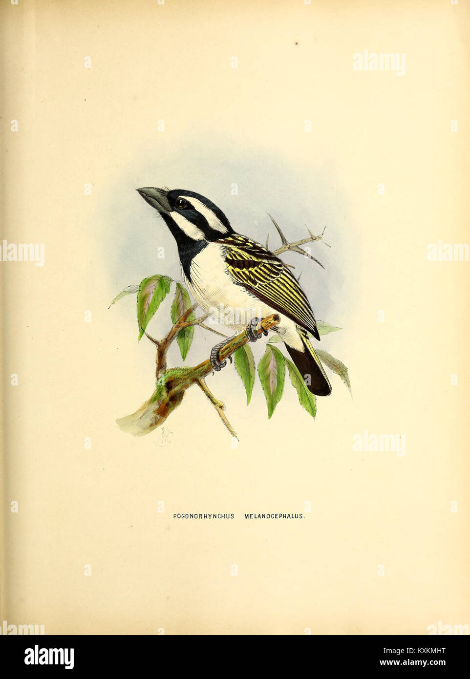 Plate XV from a monograph illustrating Capitonidæ species, showing ...
