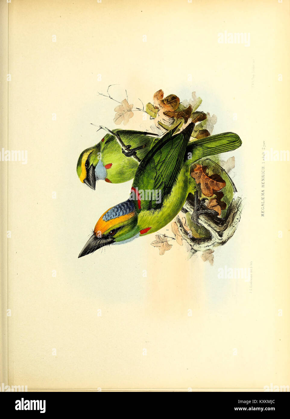 This monograph provides an in-depth study of the Capitonidae family, or ...
