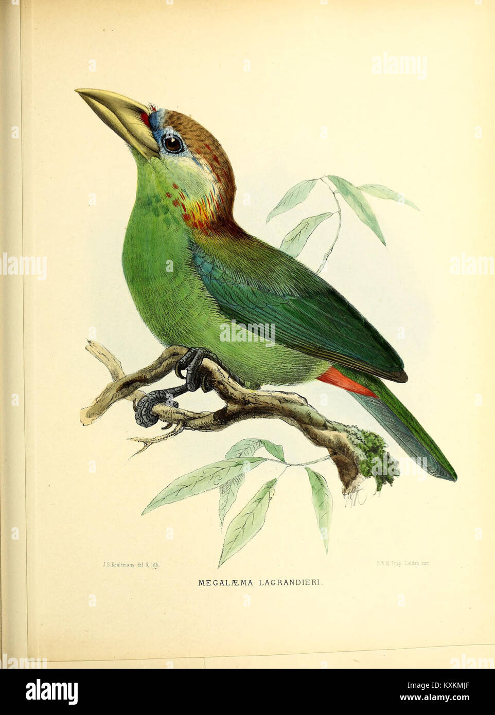 This monograph provides an in-depth study of Capitonid or scansorial ...