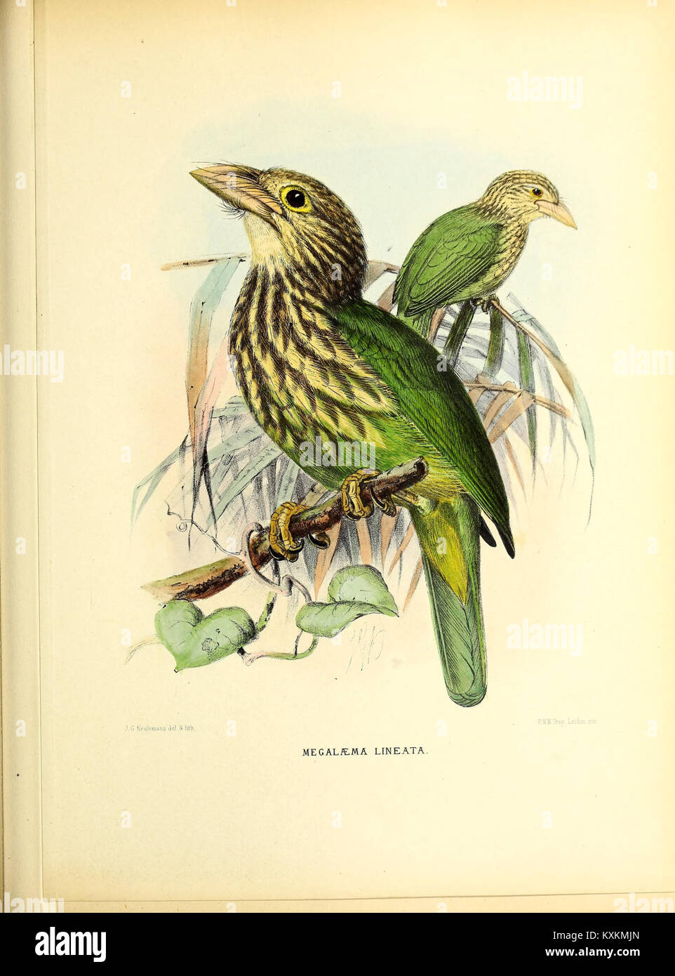 A monograph of the Capitonidæ, or scansorial barbets (Pl. (XXXVII ...