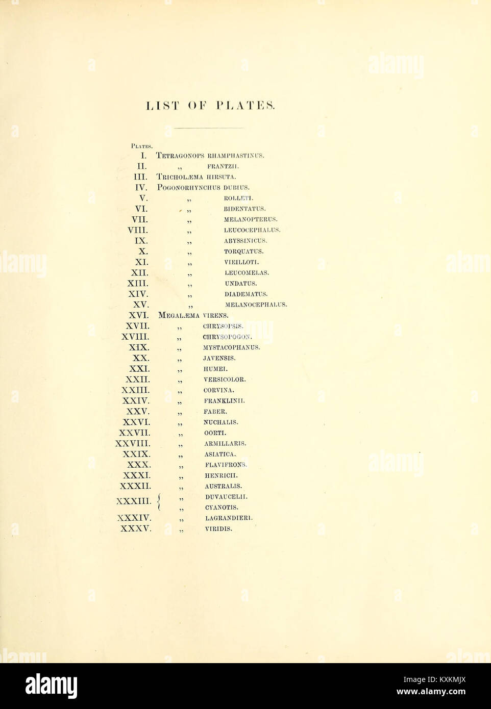 A monograph detailing the Capitonidae family, or scansorial barbets ...