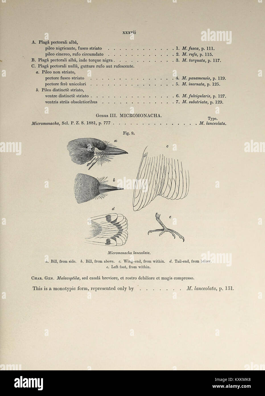 This scientific illustration showcases the jacamars and puff-birds ...