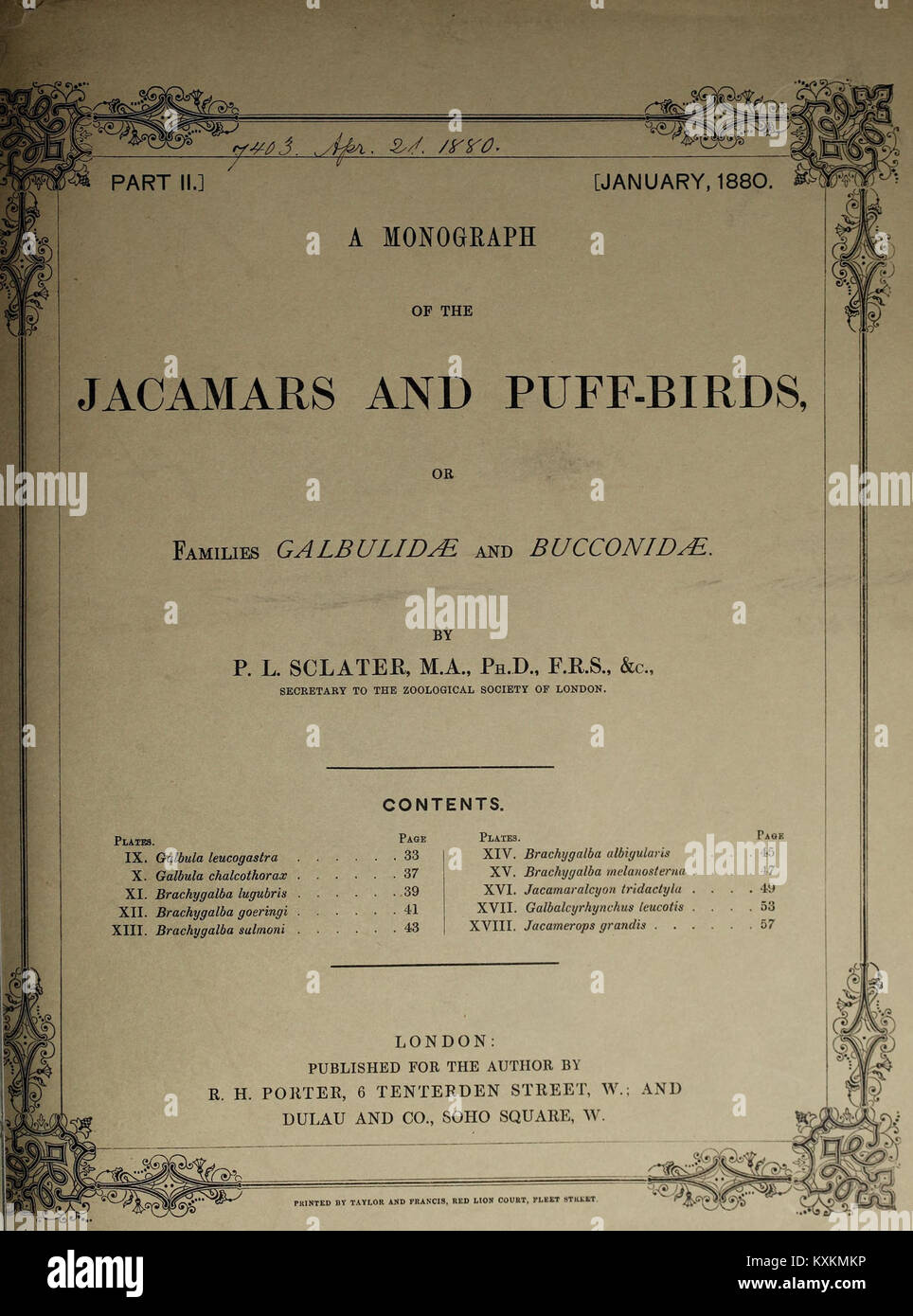 Jacamars High Resolution Stock Photography and Images - Alamy