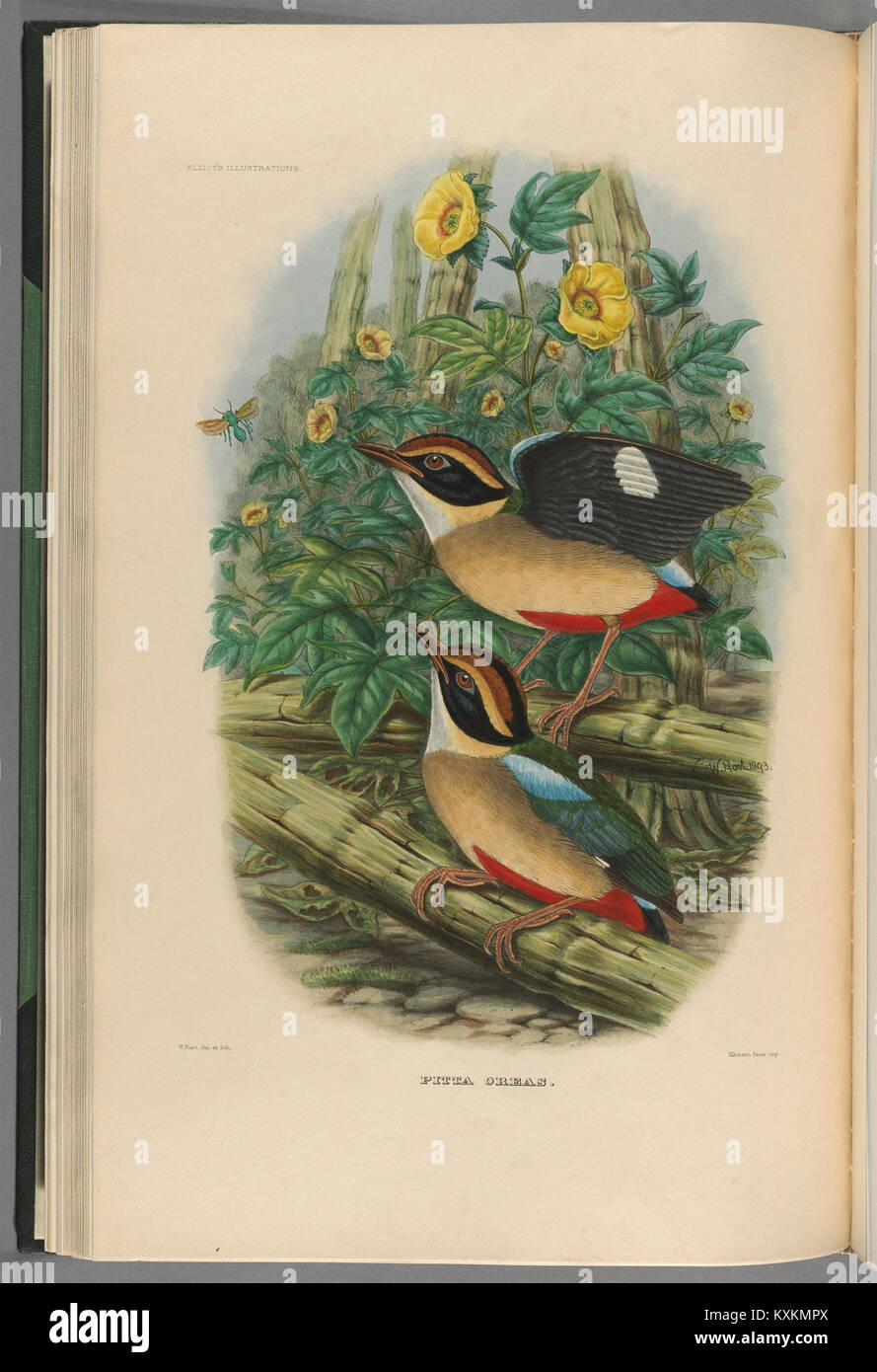 Ant thrush classification hi-res stock photography and images - Alamy