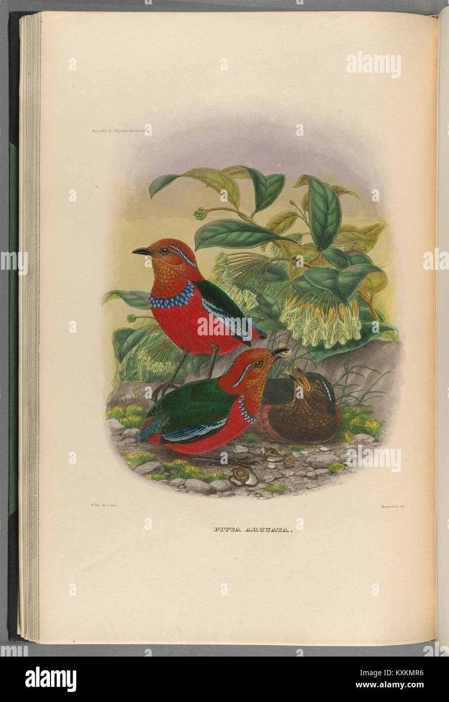 Scientific monograph on the Pittidae family, detailing the biology ...