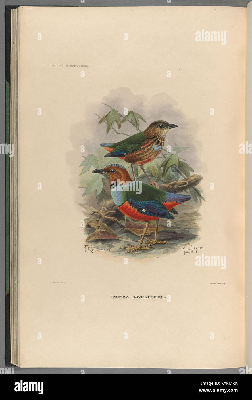 Ant thrush classification hi-res stock photography and images - Alamy