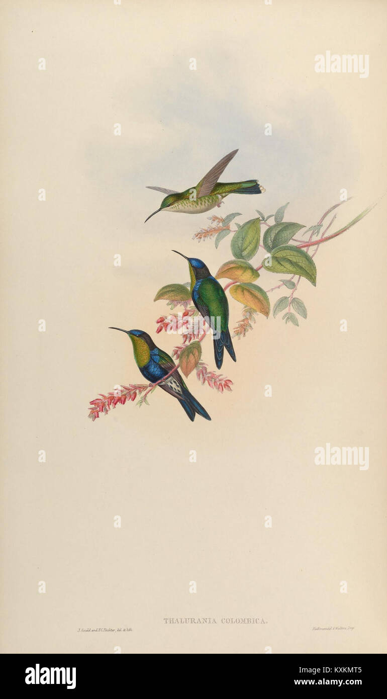 This monograph focuses on the family Trochilidae, better known as ...