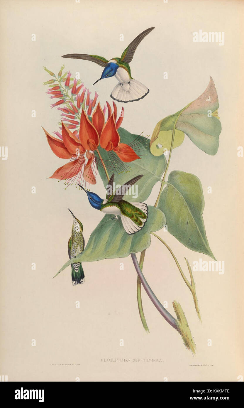 This plate from a monograph on the Trochilidae family, or hummingbirds ...