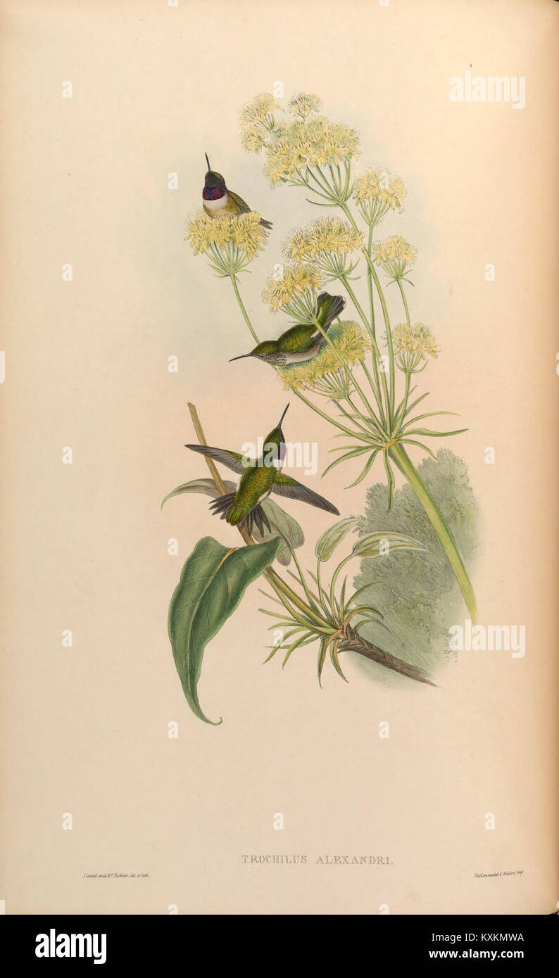 This plate from a monograph on the Trochilidae family (hummingbirds ...