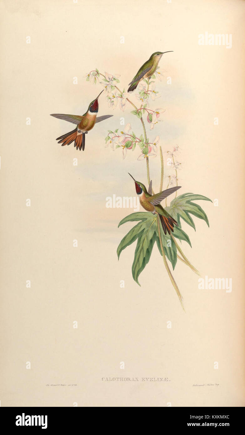 A scientific illustration from a monograph of the Trochilidae family ...