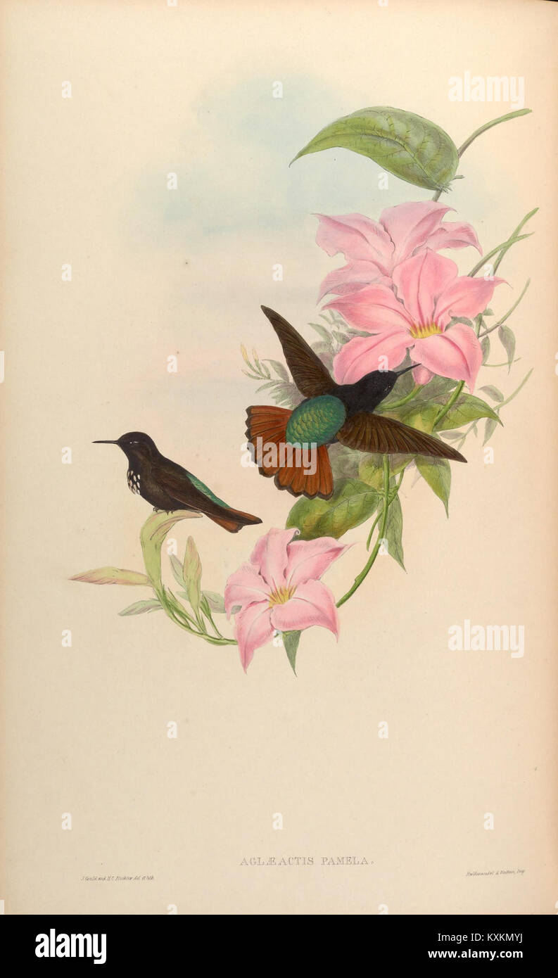 A detailed illustration from 'A Monograph of the Trochilidae,' focusing ...