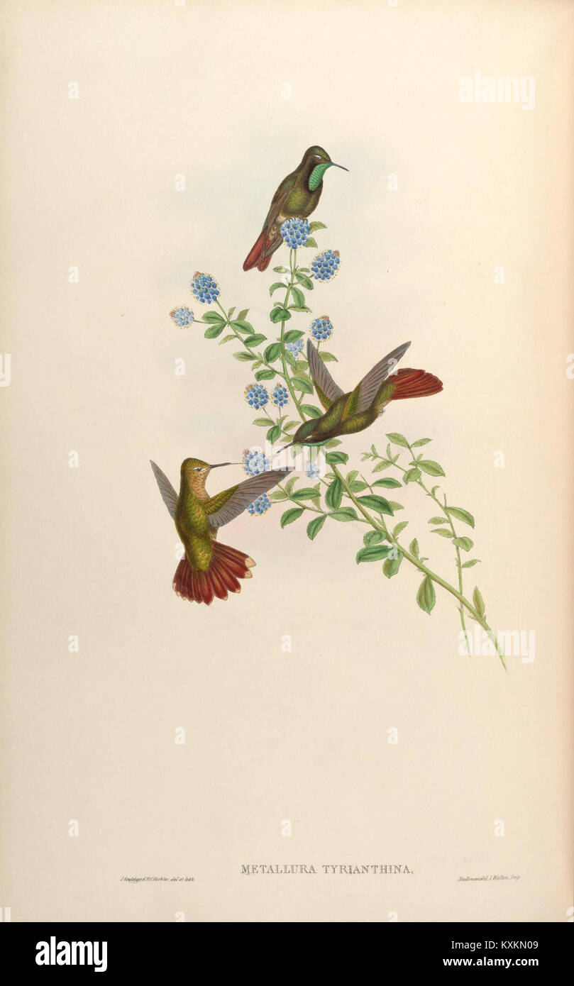 A detailed illustration from 'A Monograph of the Trochilidae,' showing ...