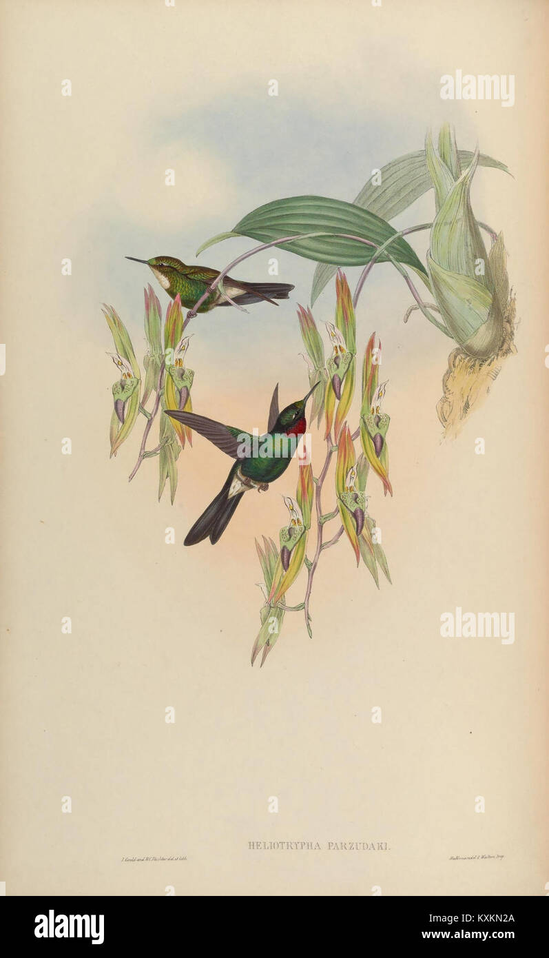 A detailed illustration from a monograph on the Trochilidae family ...