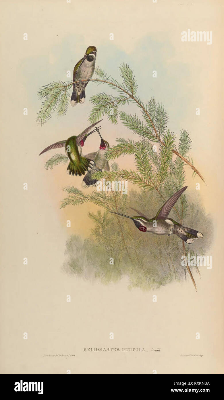 This illustration from a monograph on the Trochilidae family ...