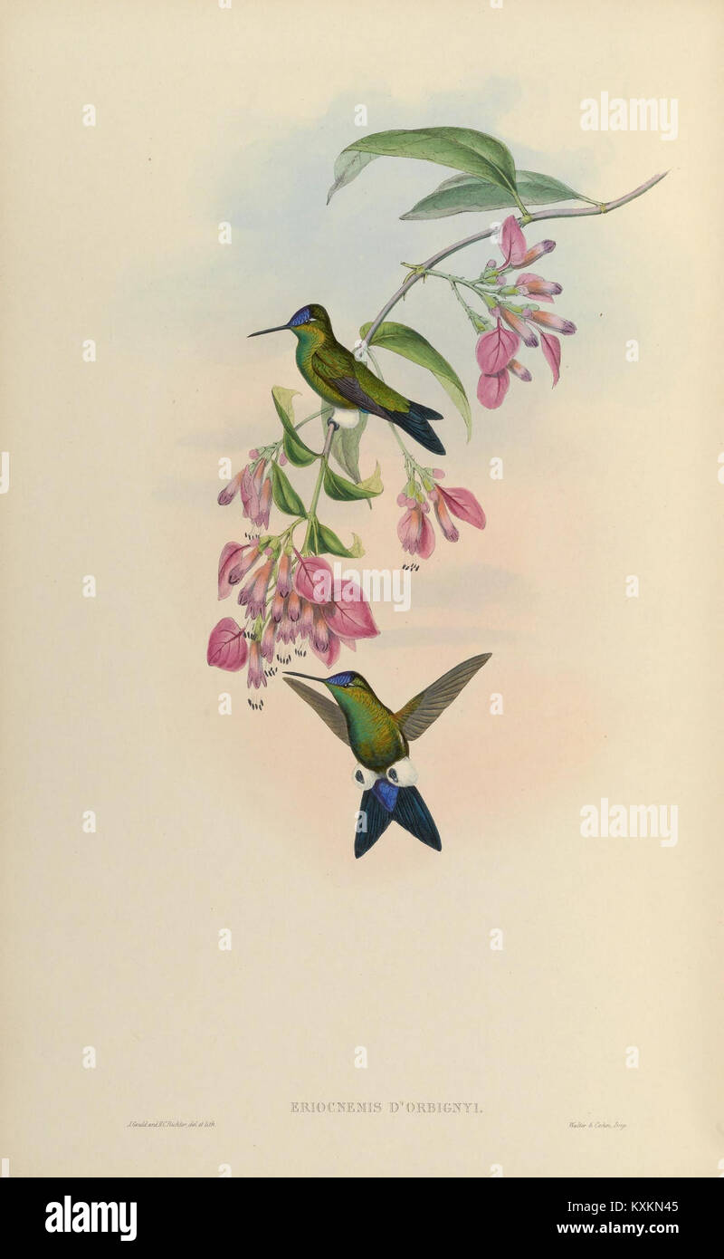 This monograph details the Trochilidae family, focusing on hummingbirds ...