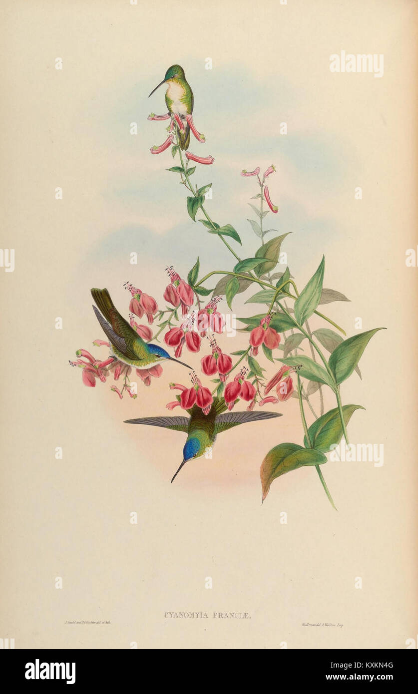 A detailed scientific monograph depicting the family of hummingbirds ...